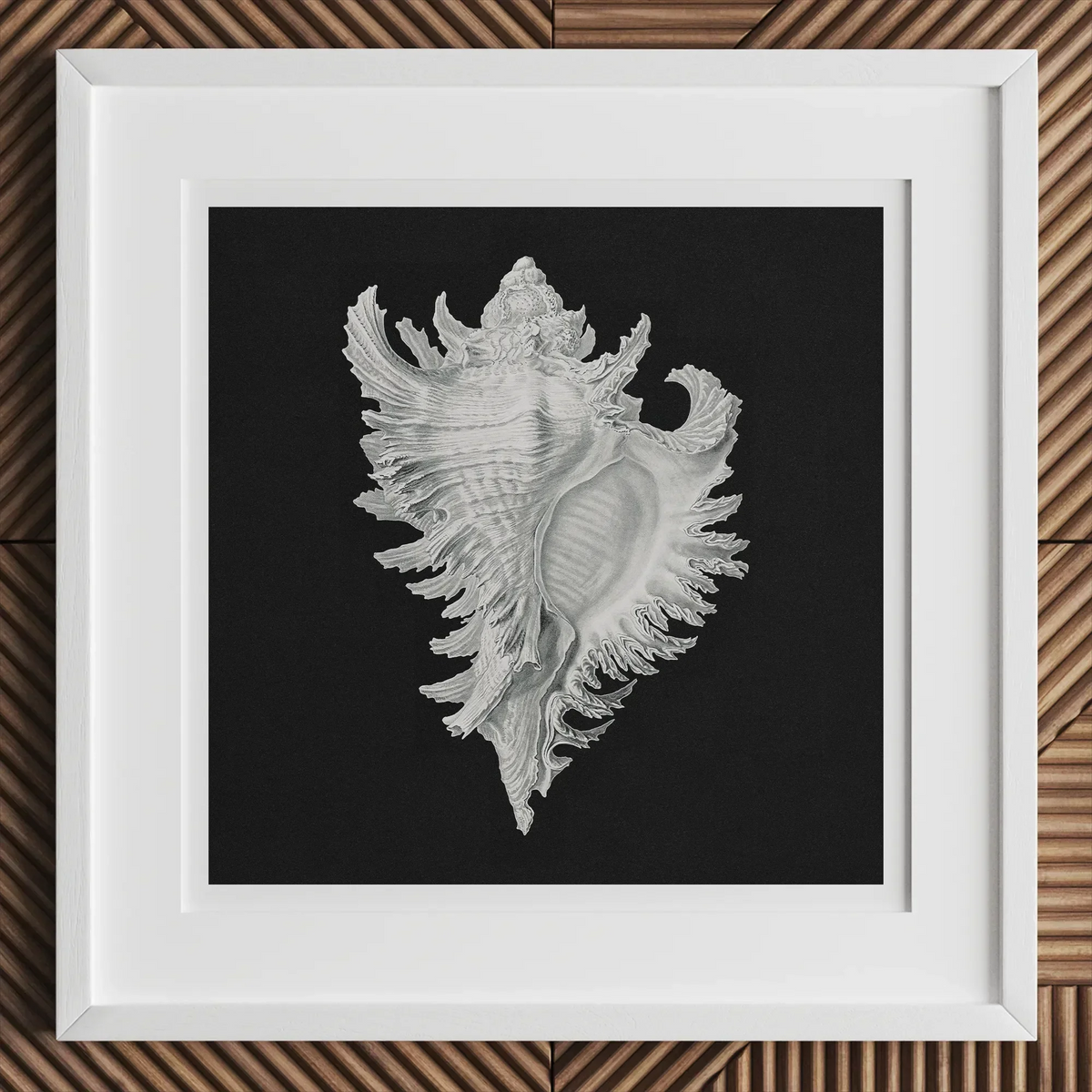 Cockle Shell - Ernst Haeckel Sea Life Art Print – Toby Leon