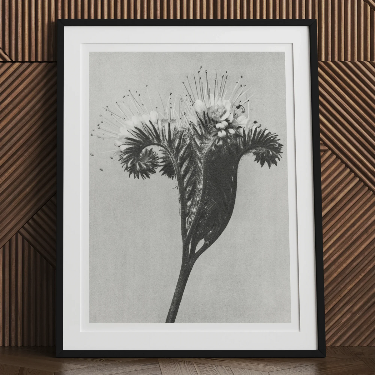 Phacelia tanacetifolia (Lacy Phacelia) - Karl Blossfeldt Art Print ...
